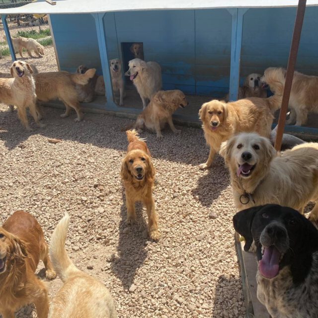 Golden Retriever Rescue Türkei - Care 4 Life