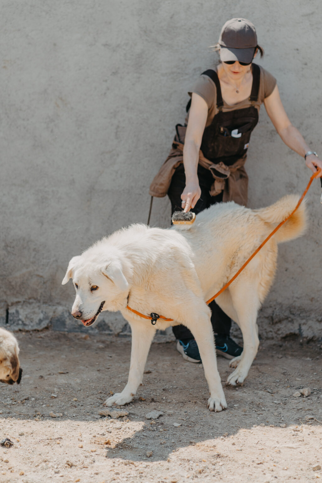 Alasko - Care 4 Life