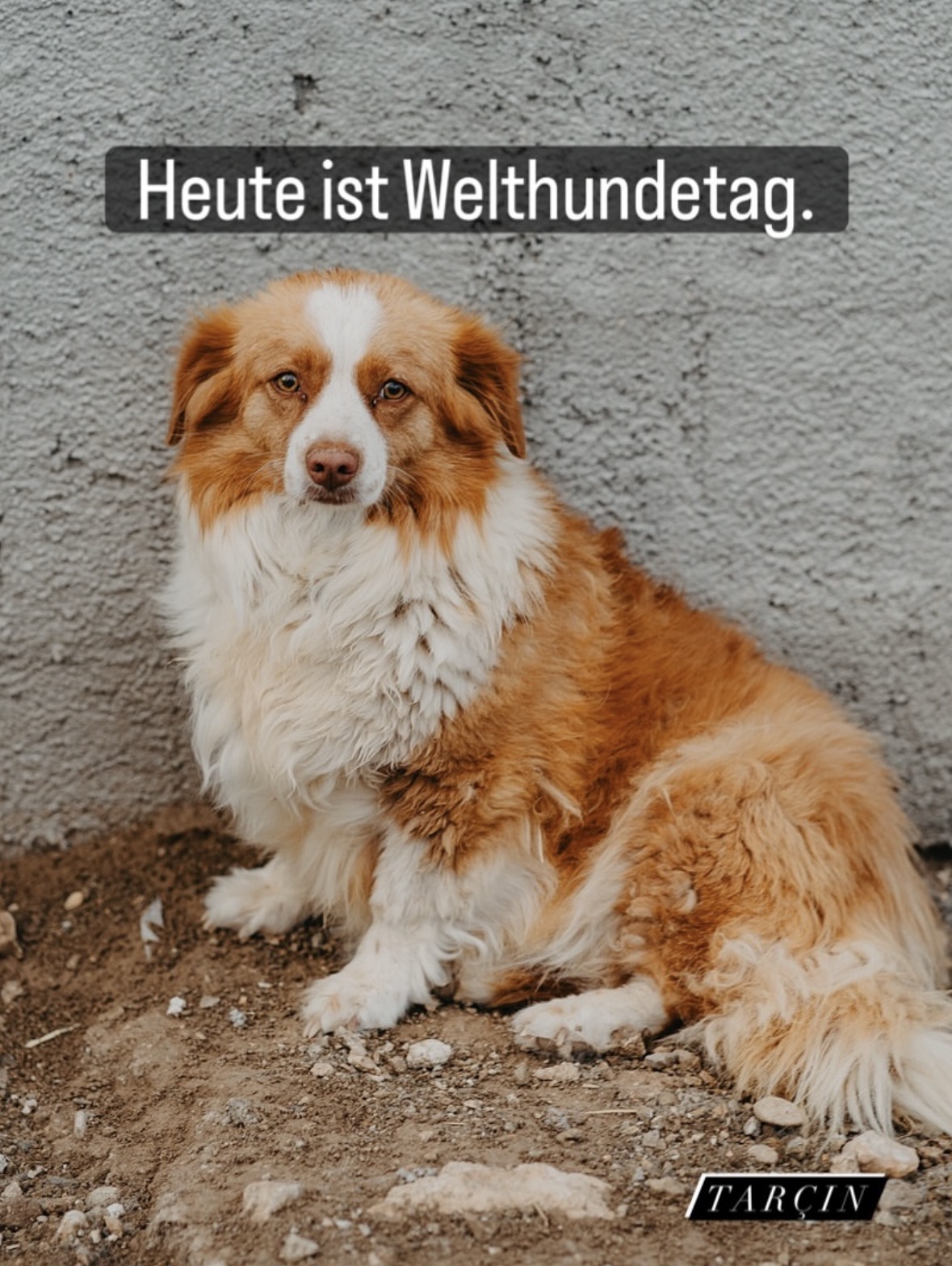 Heute ist Welthundetag - Care 4 Life